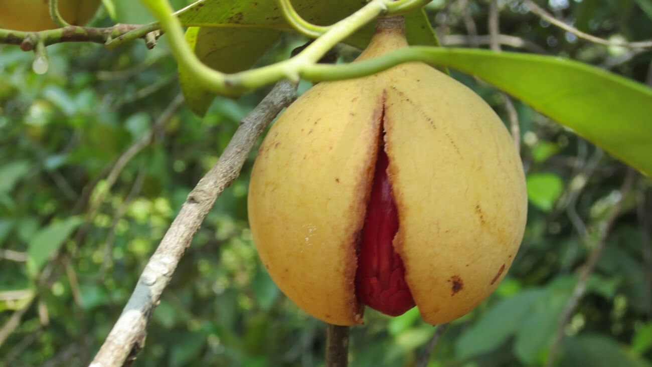 #biologi | Muskot — för nervsystemet och mag-system - AllNews