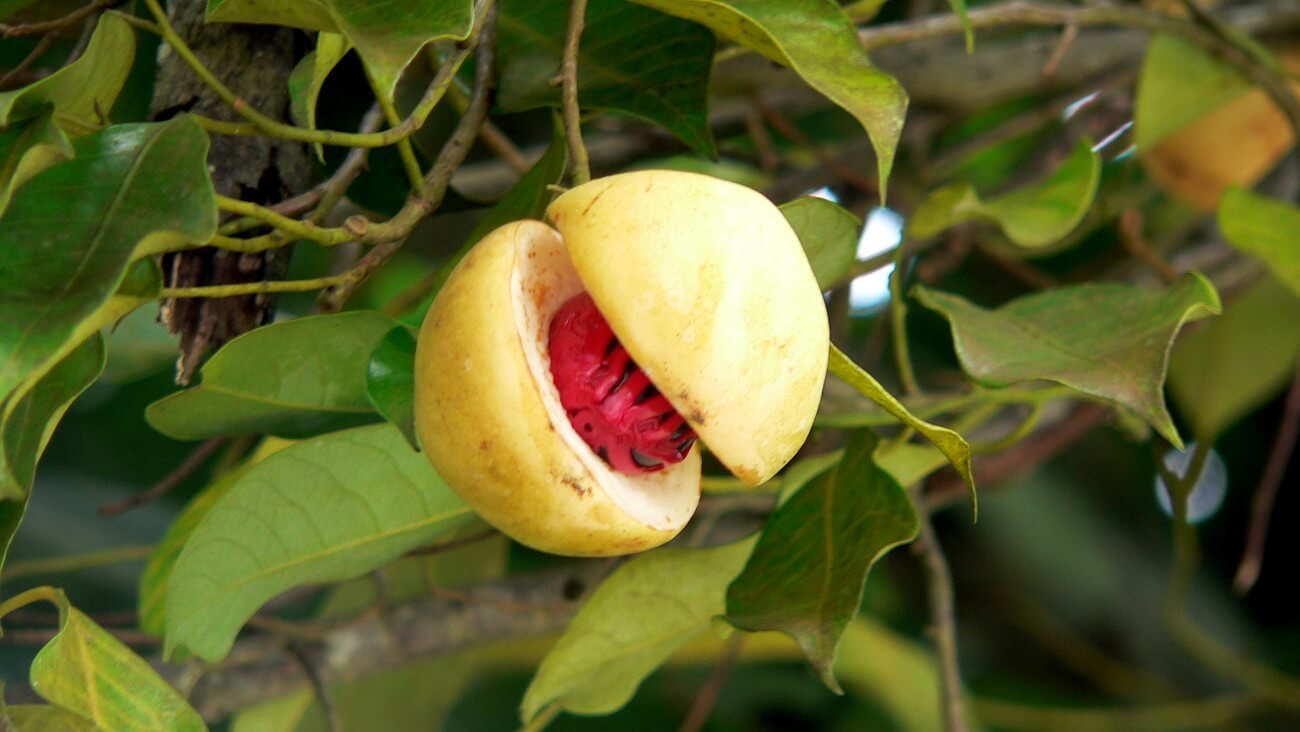 #biologi | Muskot — för nervsystemet och mag-system - AllNews