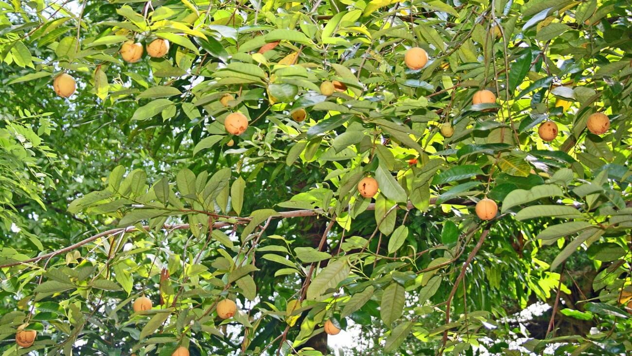 #biologi | Muskot — för nervsystemet och mag-system - AllNews