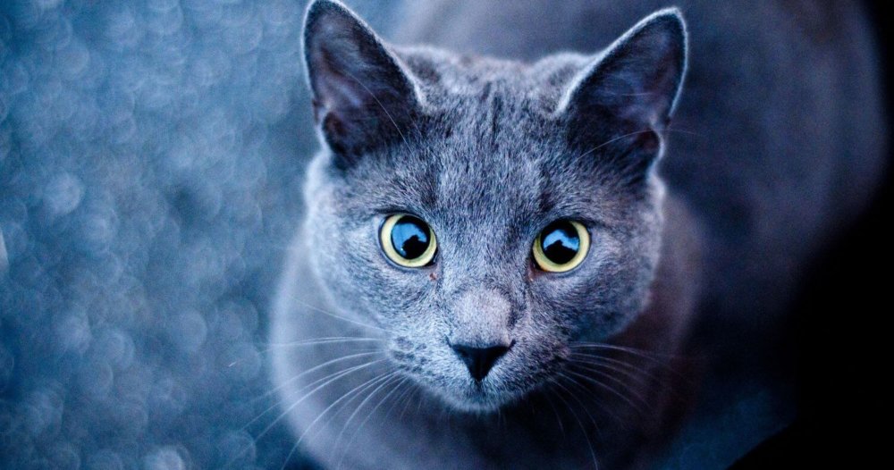 Catterbox – ошейник-переводчик с кошачьего языка на человеческий - Hi ...