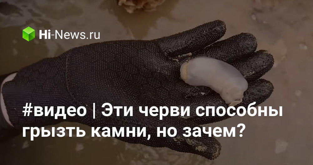 #видео | Эти черви способны грызть камни, но зачем? - Hi-News.ru