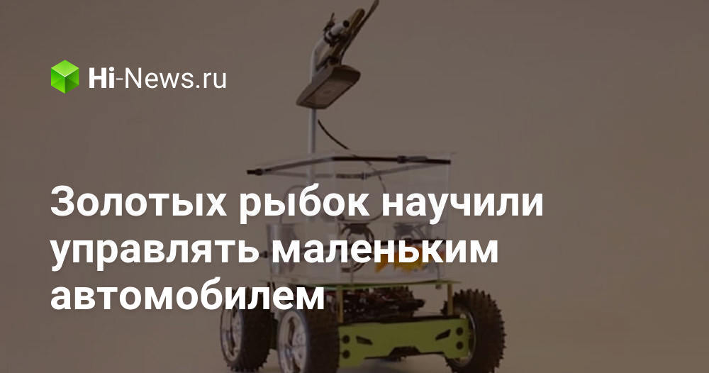 Золотых рыбок научили управлять маленьким автомобилем - Hi-News.ru