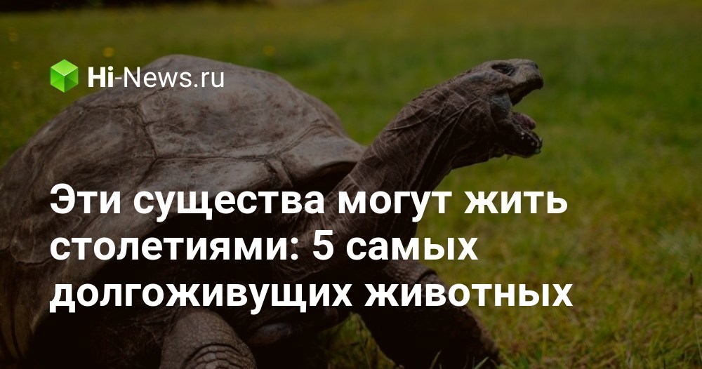 Эти существа могут жить столетиями 5 самых долгоживущих животных Hi