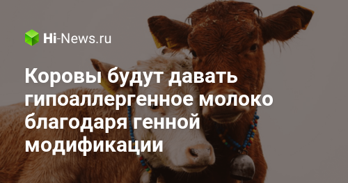 Коровы будут давать гипоаллергенное молоко благодаря генной модификации ...