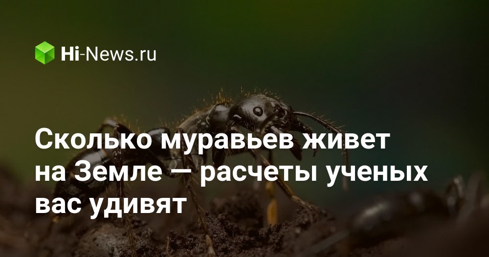 Сколько муравьев живет на Земле — расчеты ученых вас удивят - Hi-News.ru