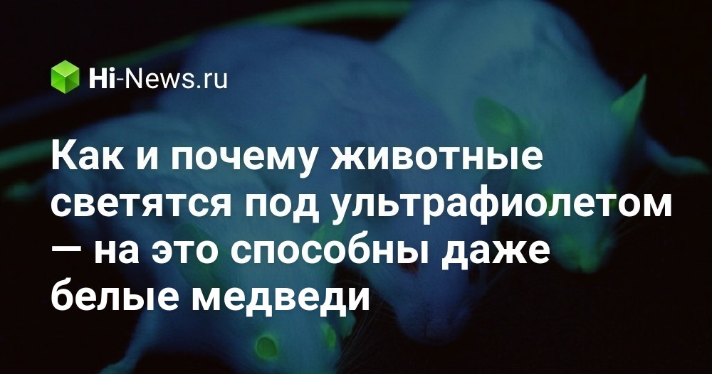 Как и почему животные светятся под ультрафиолетом — на это способны даже белые медведи - Hi-News.ru