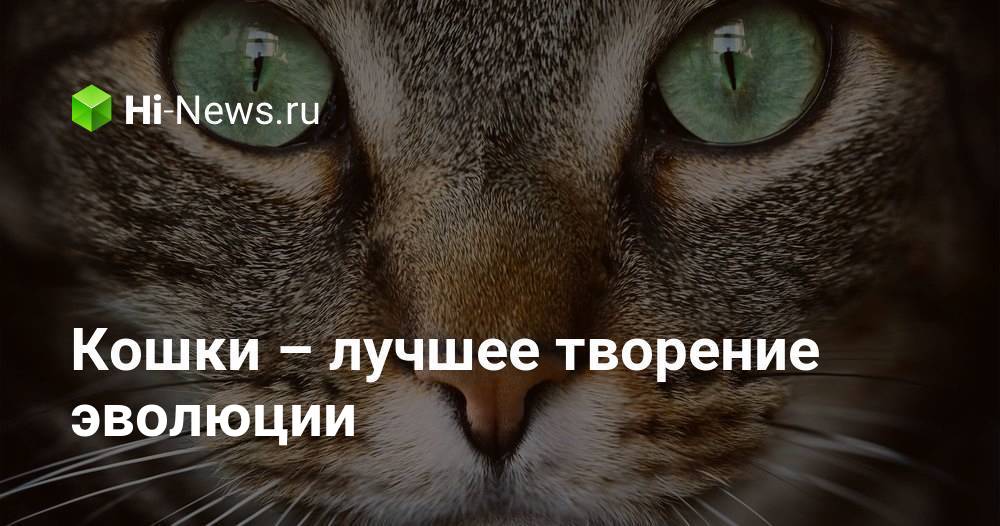 Кошки – лучшее творение эволюции - Hi-News.ru