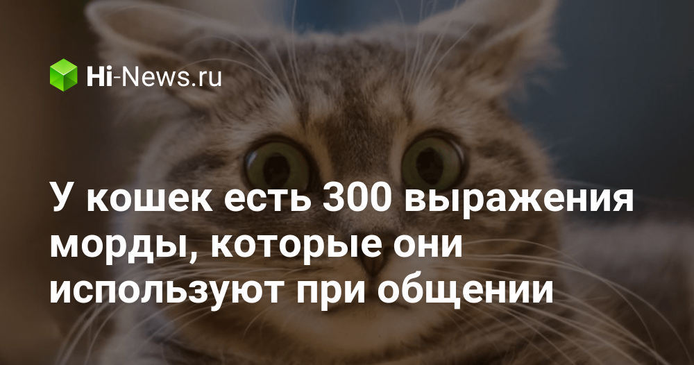 У кошек есть 300 выражений морды, которые они используют при общении - Hi-News.ru
