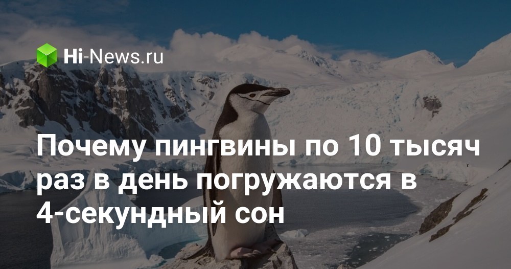 Почему пингвины по 10 тысяч раз в день погружаются в 4-секундный сон - Hi-News.ru