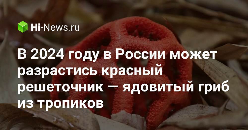 В 2024 году в России может разрастись красный решеточник — ядовитый гриб из тропиков - Hi-News.ru