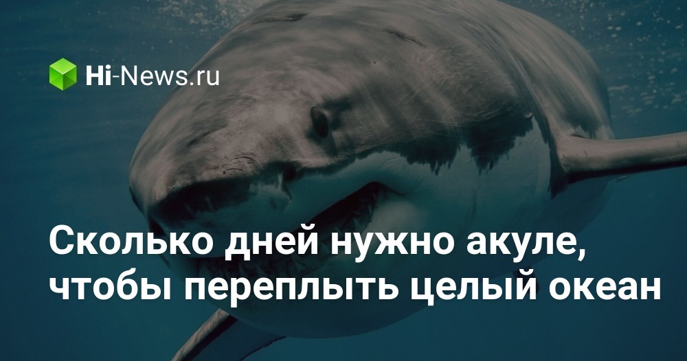 Сколько дней нужно акуле, чтобы переплыть целый океан - Hi-News.ru