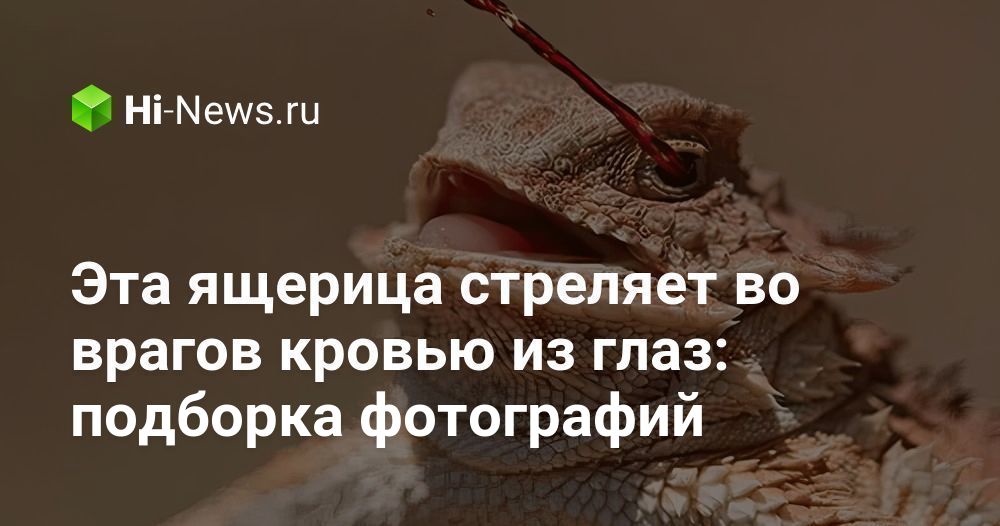 Эта ящерица стреляет во врагов кровью из глаз: подборка фотографий - Hi-News.ru