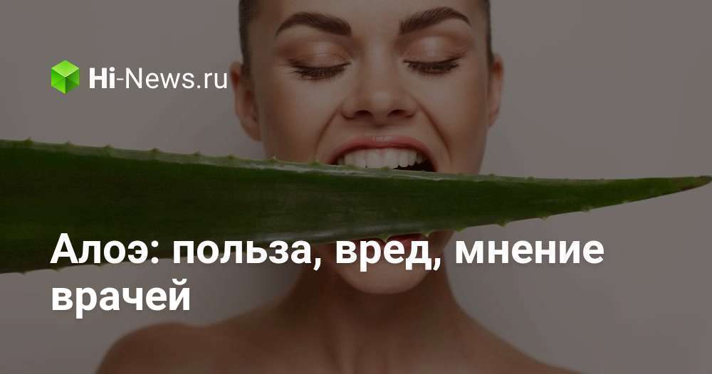 Алоэ: польза, вред, мнение врачей - Hi-News.ru