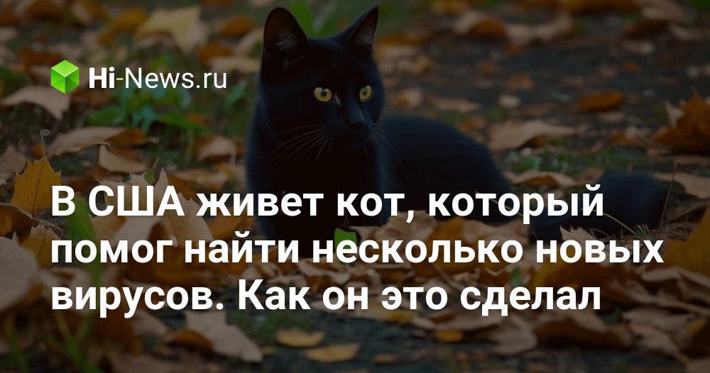 В США живет кот, который помог найти несколько новых вирусов. Как он это сделал - Hi-News.ru