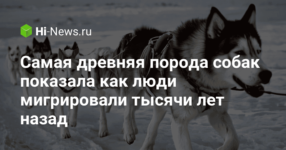 Самая древняя порода собак показала как люди мигрировали тысячи лет ...