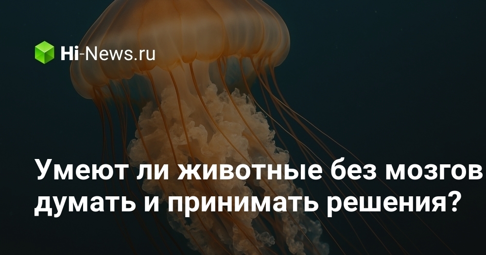 Умеют ли животные без мозгов думать и принимать решения? - Hi-News.ru